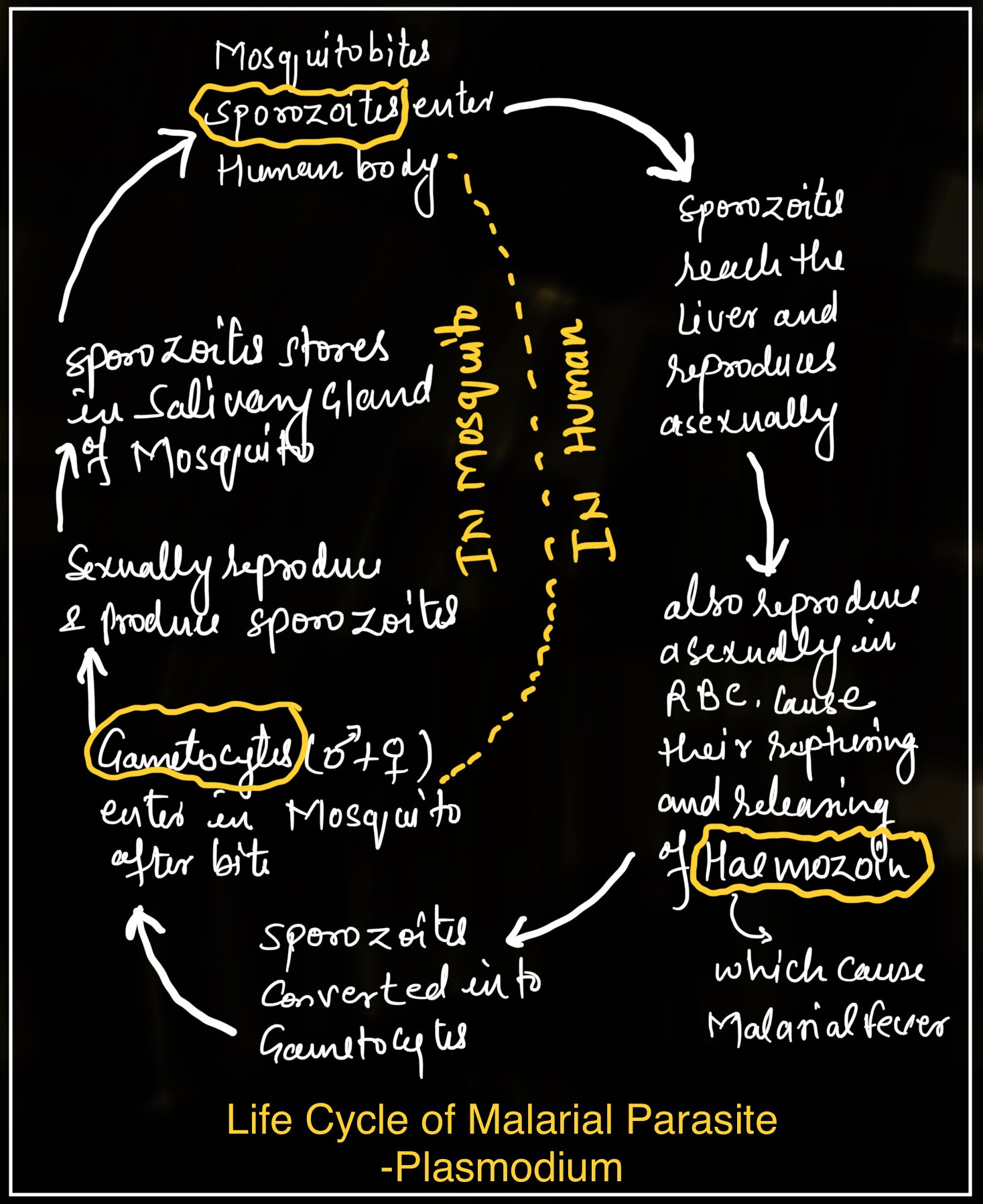 Human Health & Disease Class 12 NCERT Concise Notes - KashiBiology
