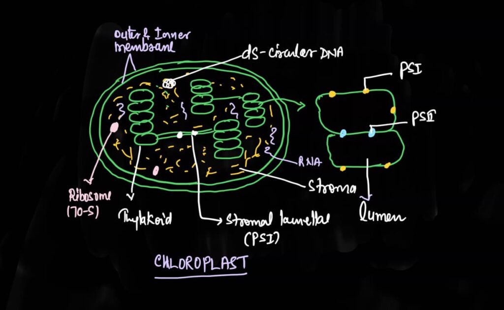 What is Oxygenic and Anoxygenic Photosynthesis? - KashiBiology