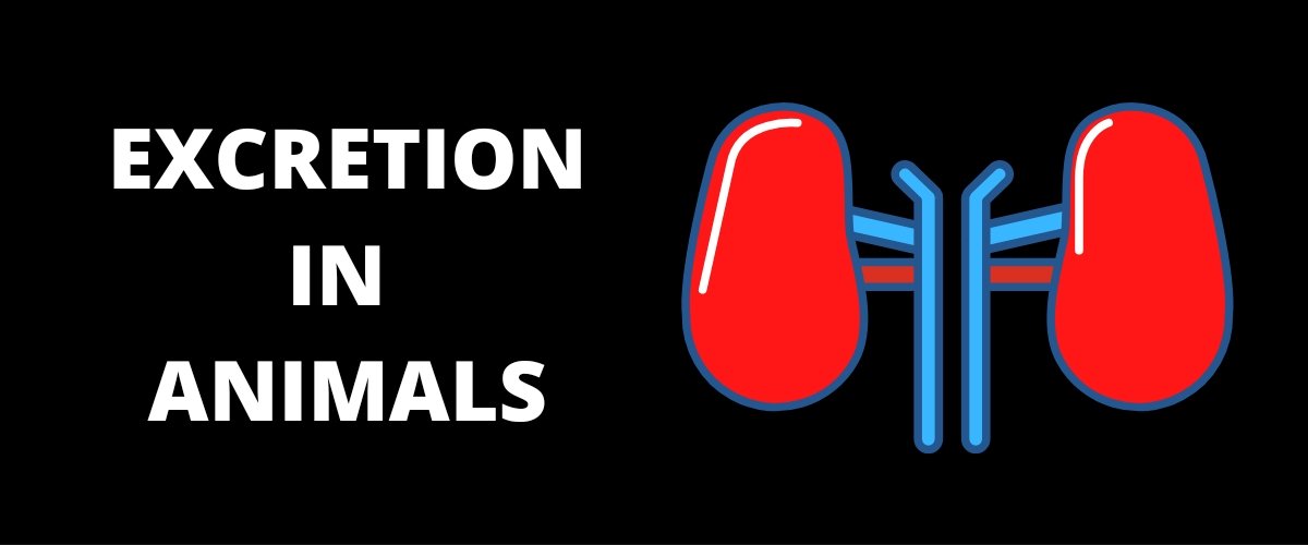 Excretory Structure in Kingdom Animalia - KashiBiology