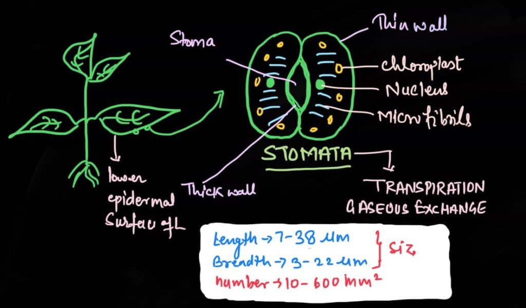 Stomata Structure & Role in Plant - KashiBiology