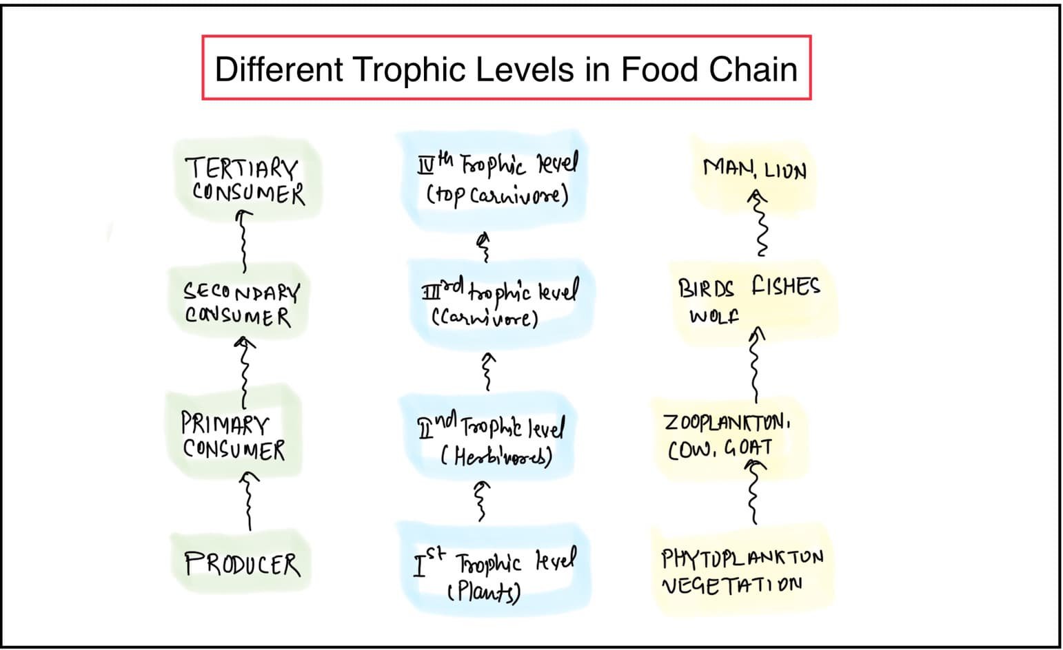 NCERT notes Class 12- Energy flow, Food chain, Food web - KashiBiology
