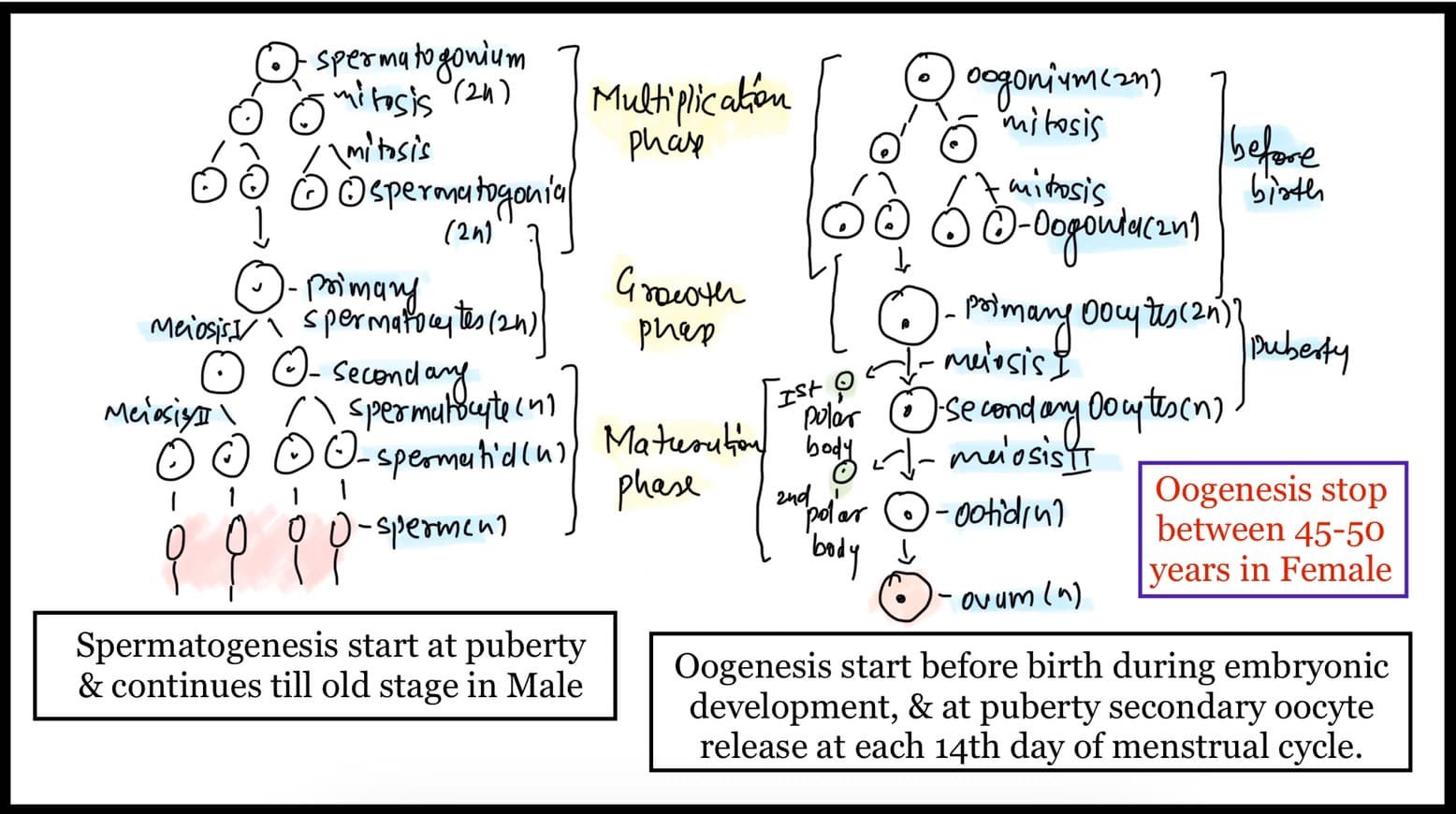 Structure Of Sperm Class 12 Biology Notes KashiBiology Structure Of Sperm Class 12 Biology Notes KashiBiology